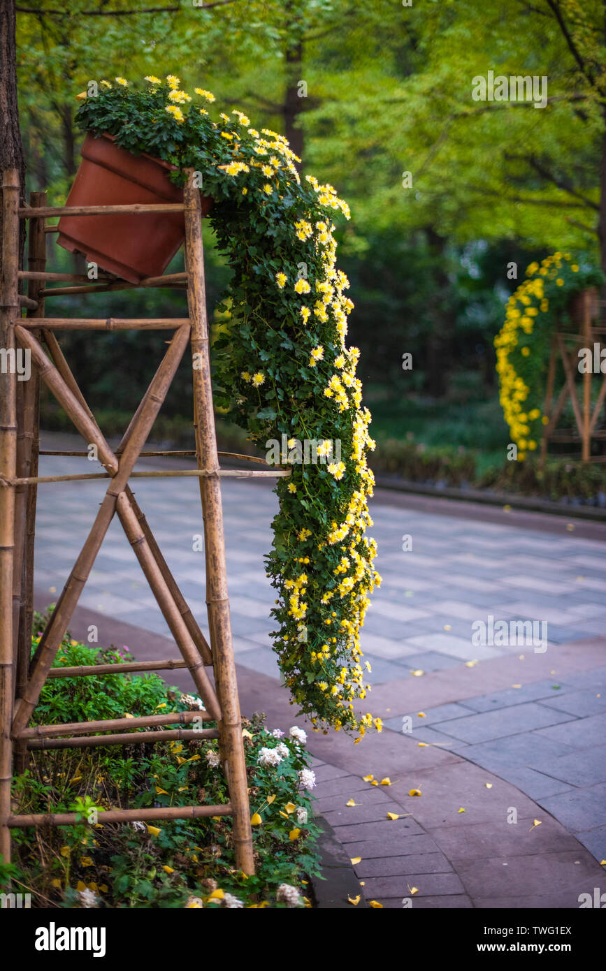 Chrysanthemum potted plant Stock Photo - Alamy