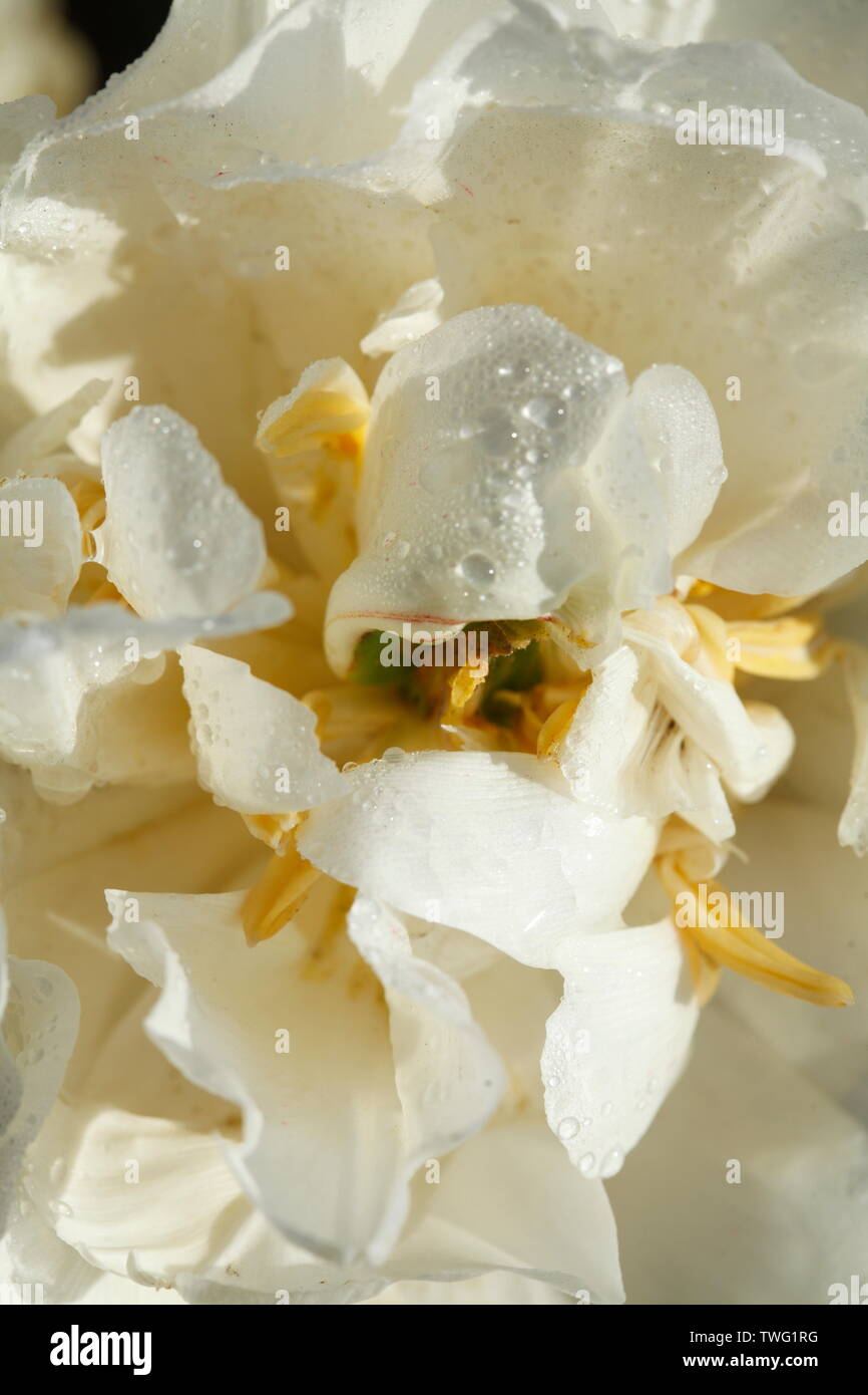 White rose close hi-res stock photography and images - Alamy