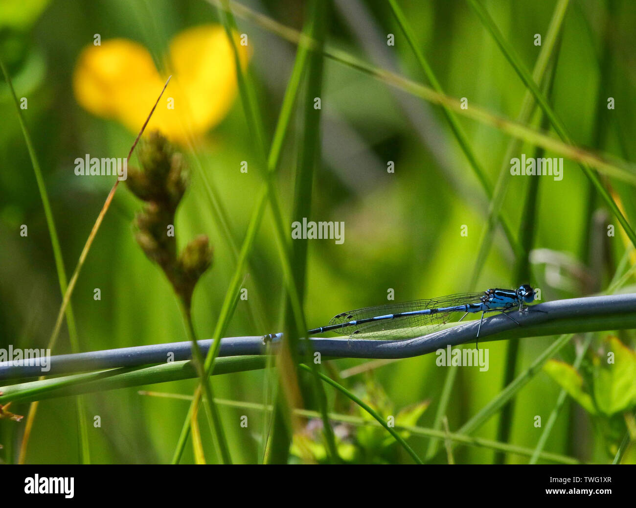 Damselfly portmore lough hi-res stock photography and images - Alamy