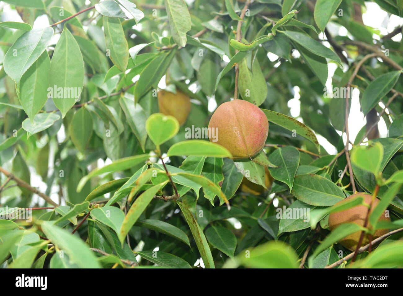 Rural tea oil hi-res stock photography and images - Alamy