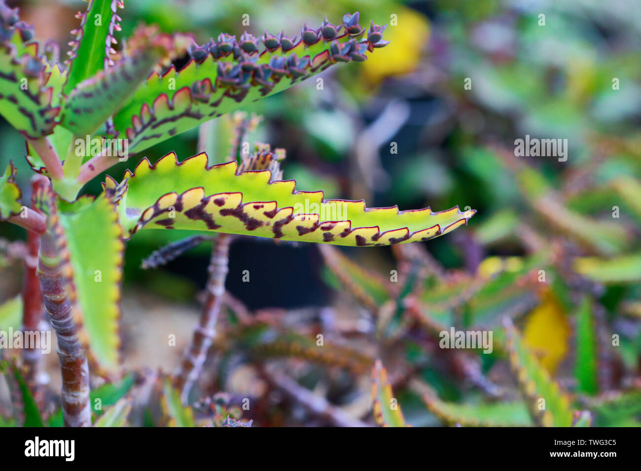Phylloclades High Resolution Stock Photography and Images - Alamy
