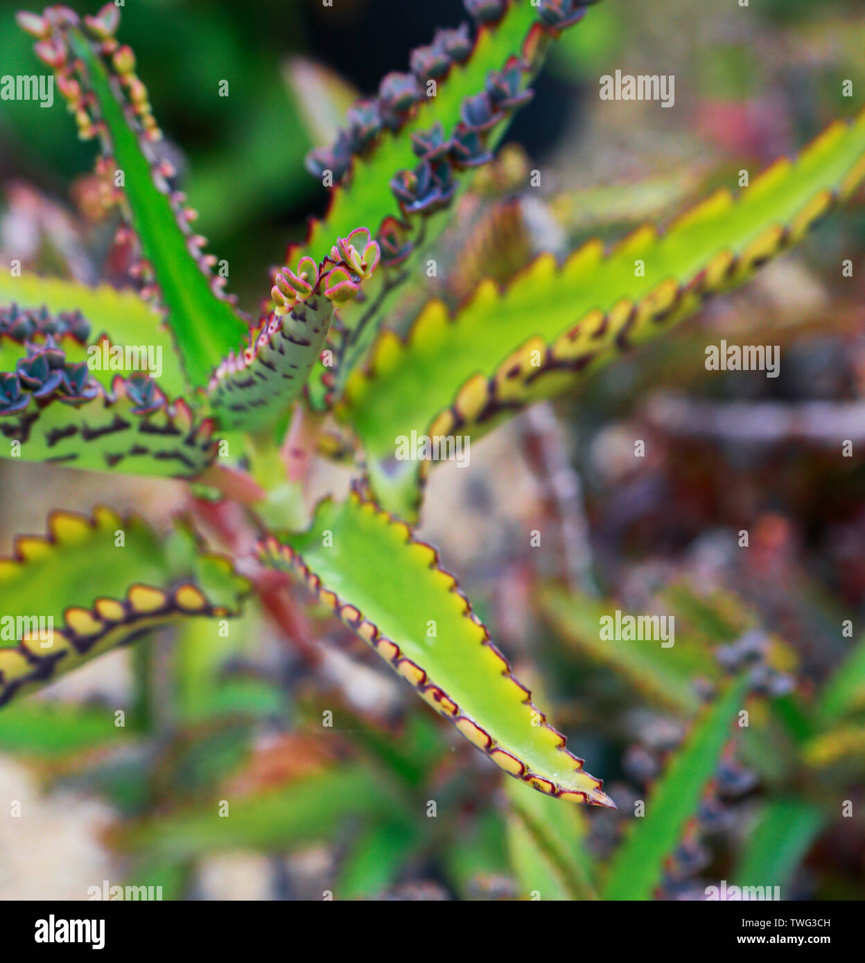 Phylloclades High Resolution Stock Photography and Images - Alamy