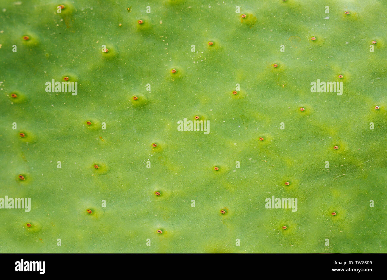 Close up cactus texture background. Green cactus leaf. Barbary fig ...