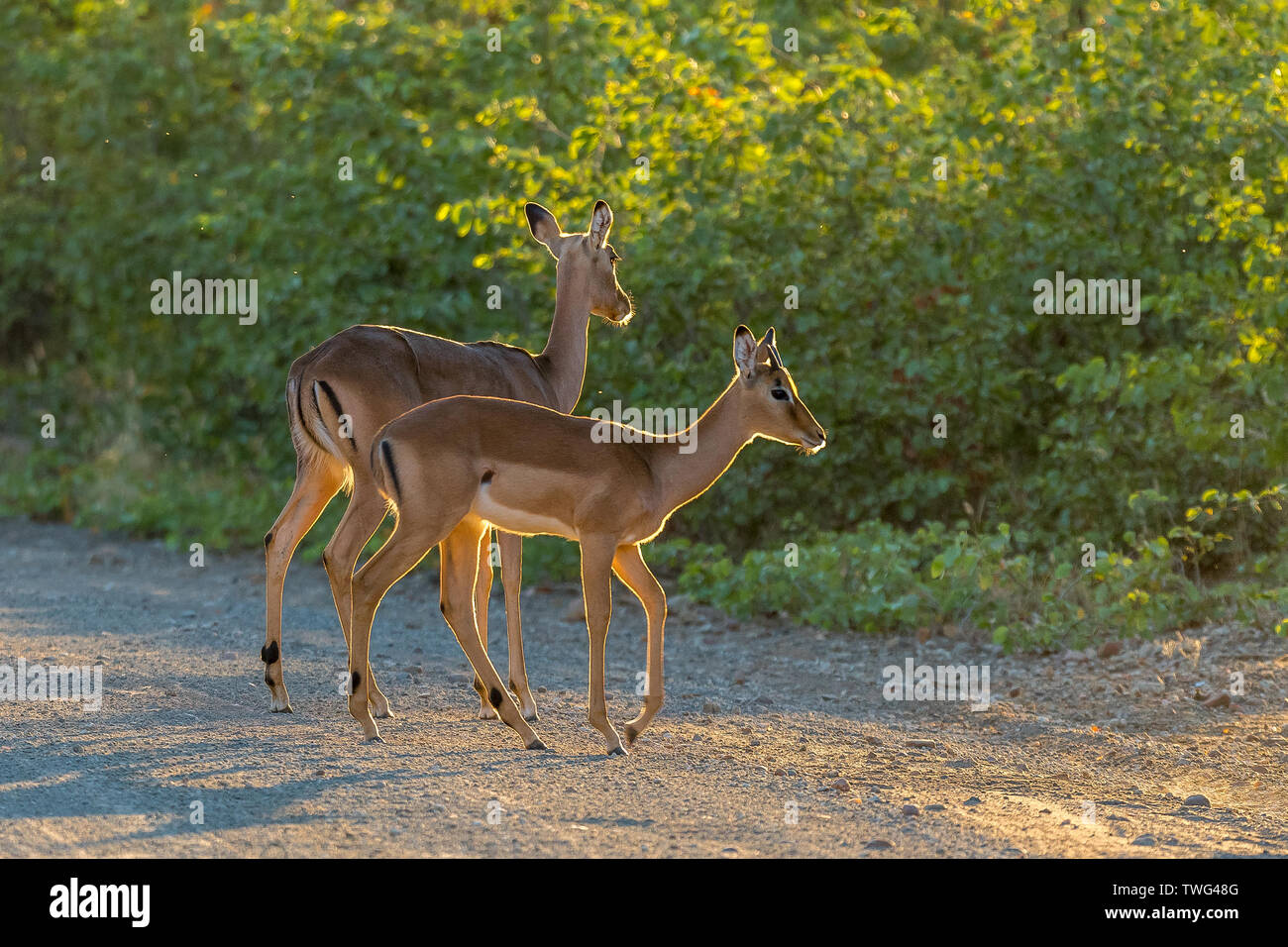 An impala ewe, Aepyceros melampus, with a male calf in the first rays ...