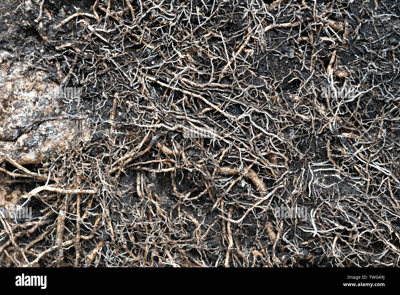 Frangipani pot hi-res stock photography and images - Alamy