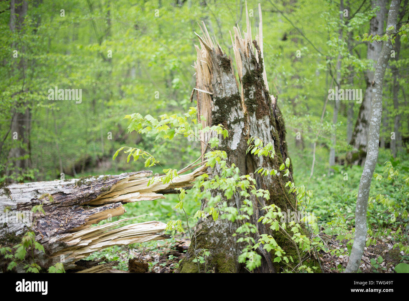 Broken beech trunk hi-res stock photography and images - Alamy