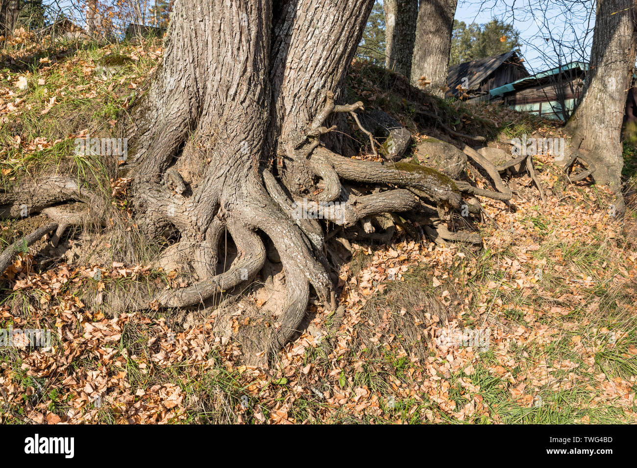elastically curving roots of a large tree in the autumn season Stock ...