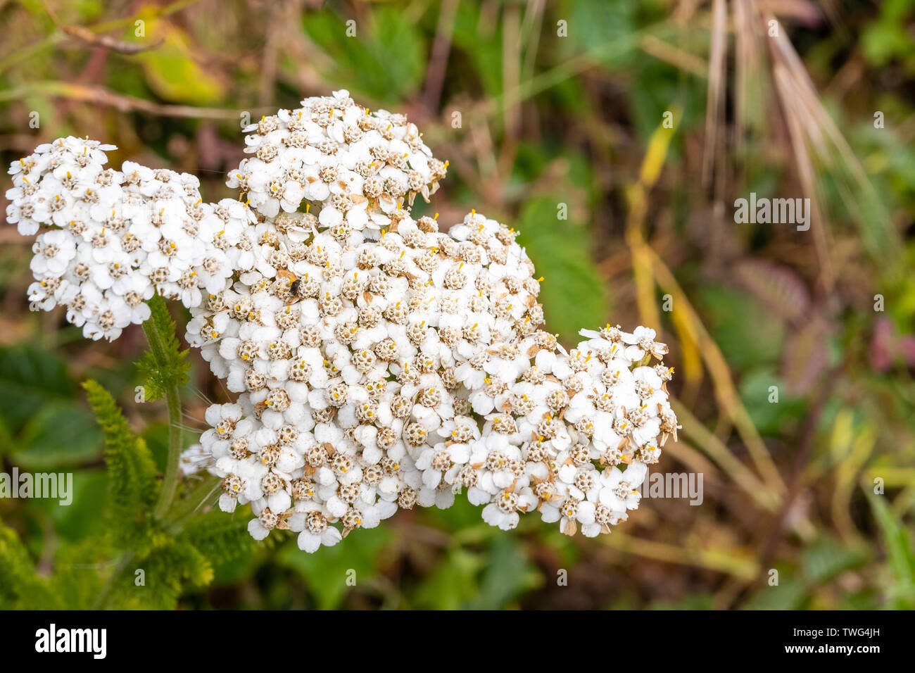 Yarrow (Achillea millefolium) blooming on the Pacific Ocean coastline ...