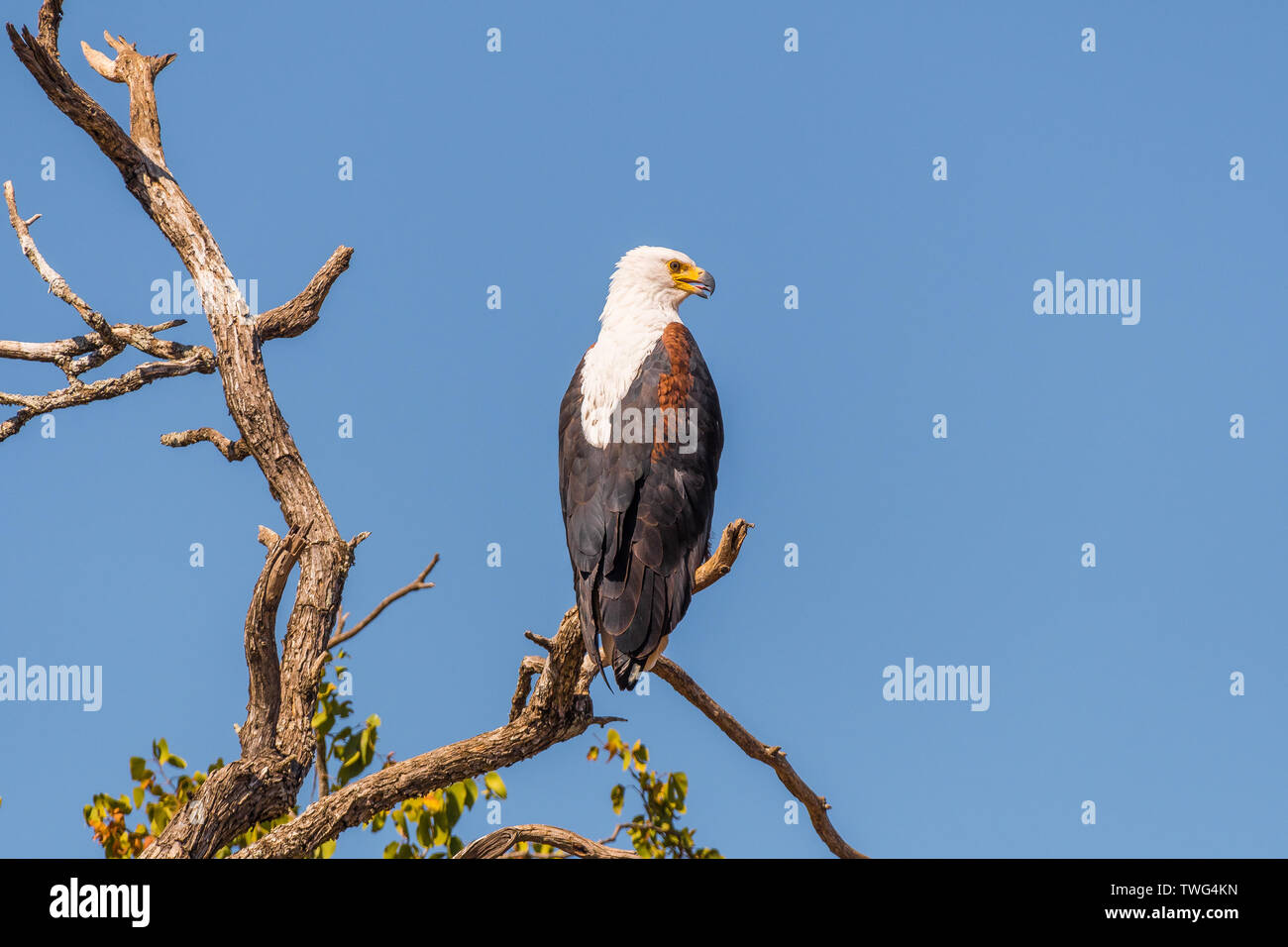 An african fish eagle, Haliaeetus vocifer, on a dead tree branch Stock ...