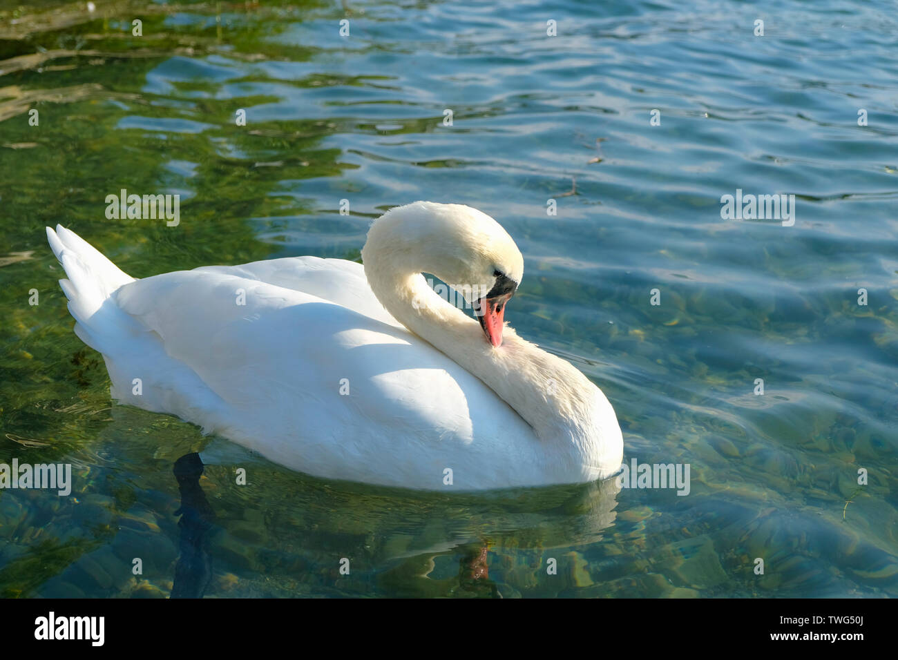 Beautiful swan swimming on hi-res stock photography and images - Alamy