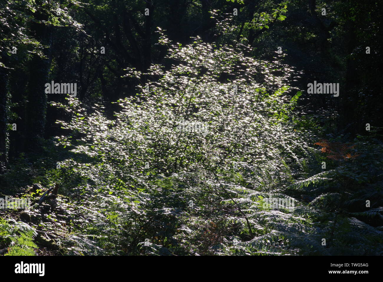 Shrub Layer and Bracken of Hembury Woods in Summer. Dartmoor, Devon, UK ...