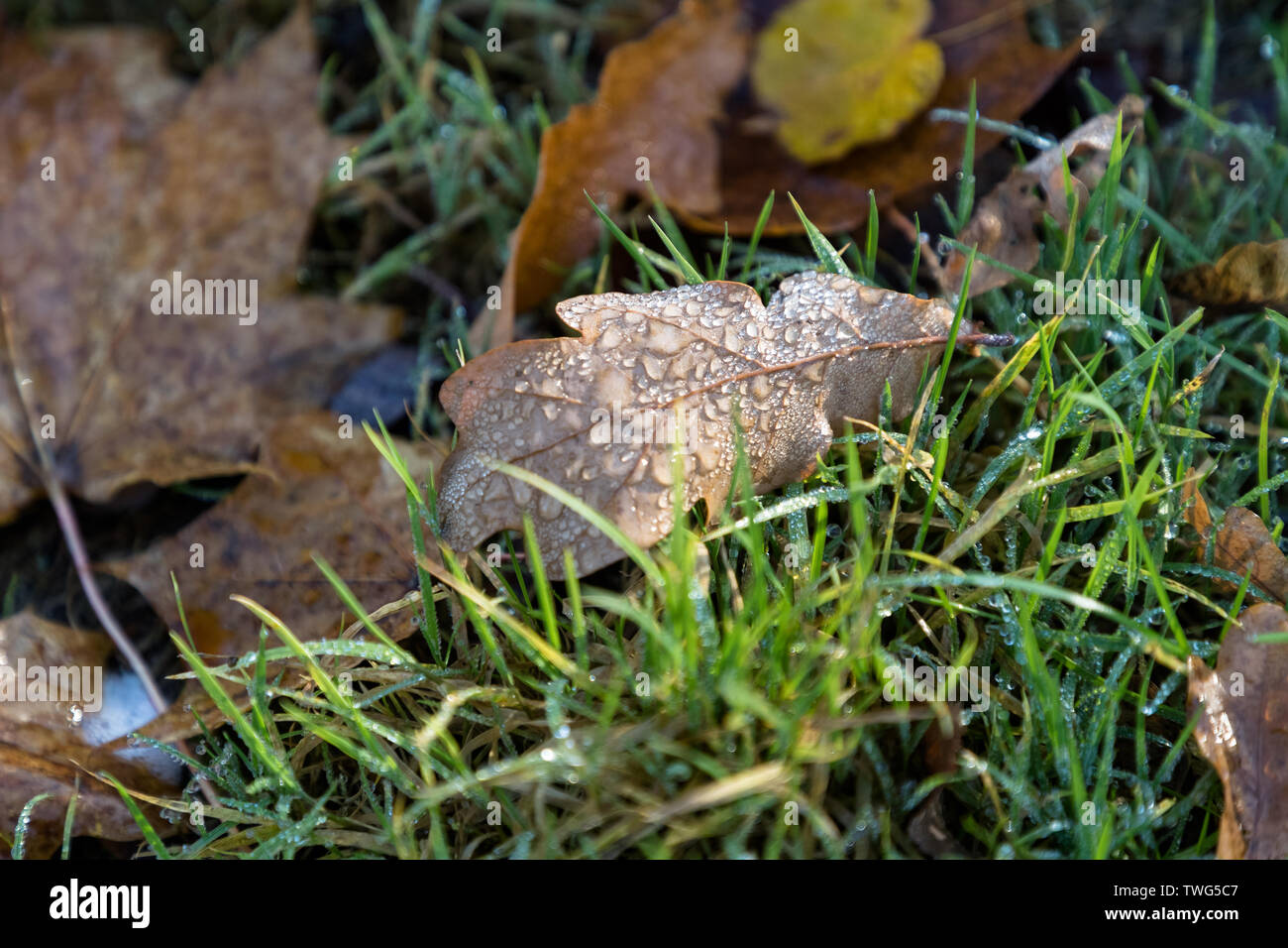 Photography dew drops hi-res stock photography and images - Alamy