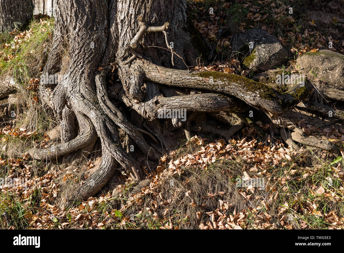 Elastically hi-res stock photography and images - Alamy