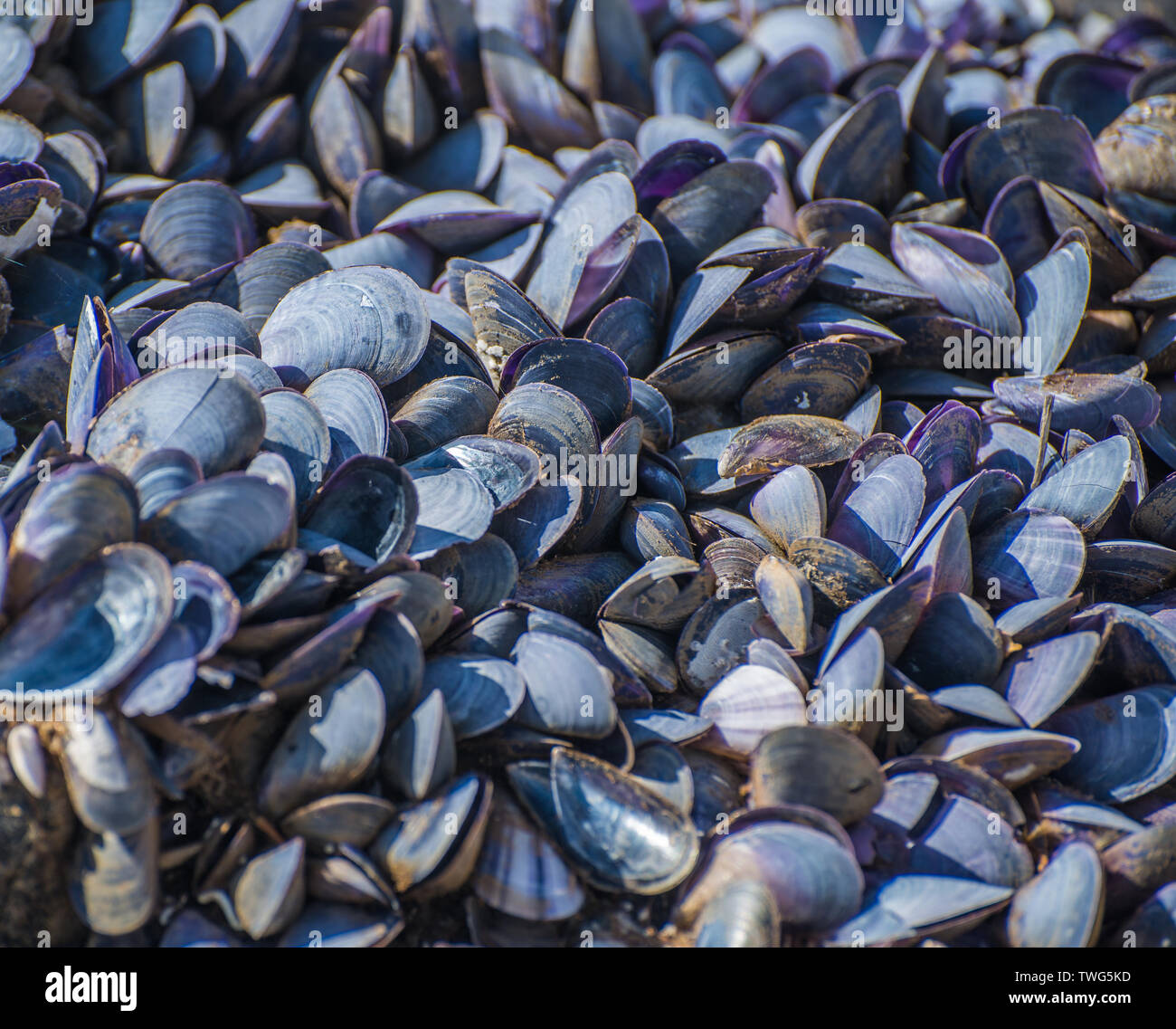 The texture of the shells of blue shellfish Stock Photo - Alamy