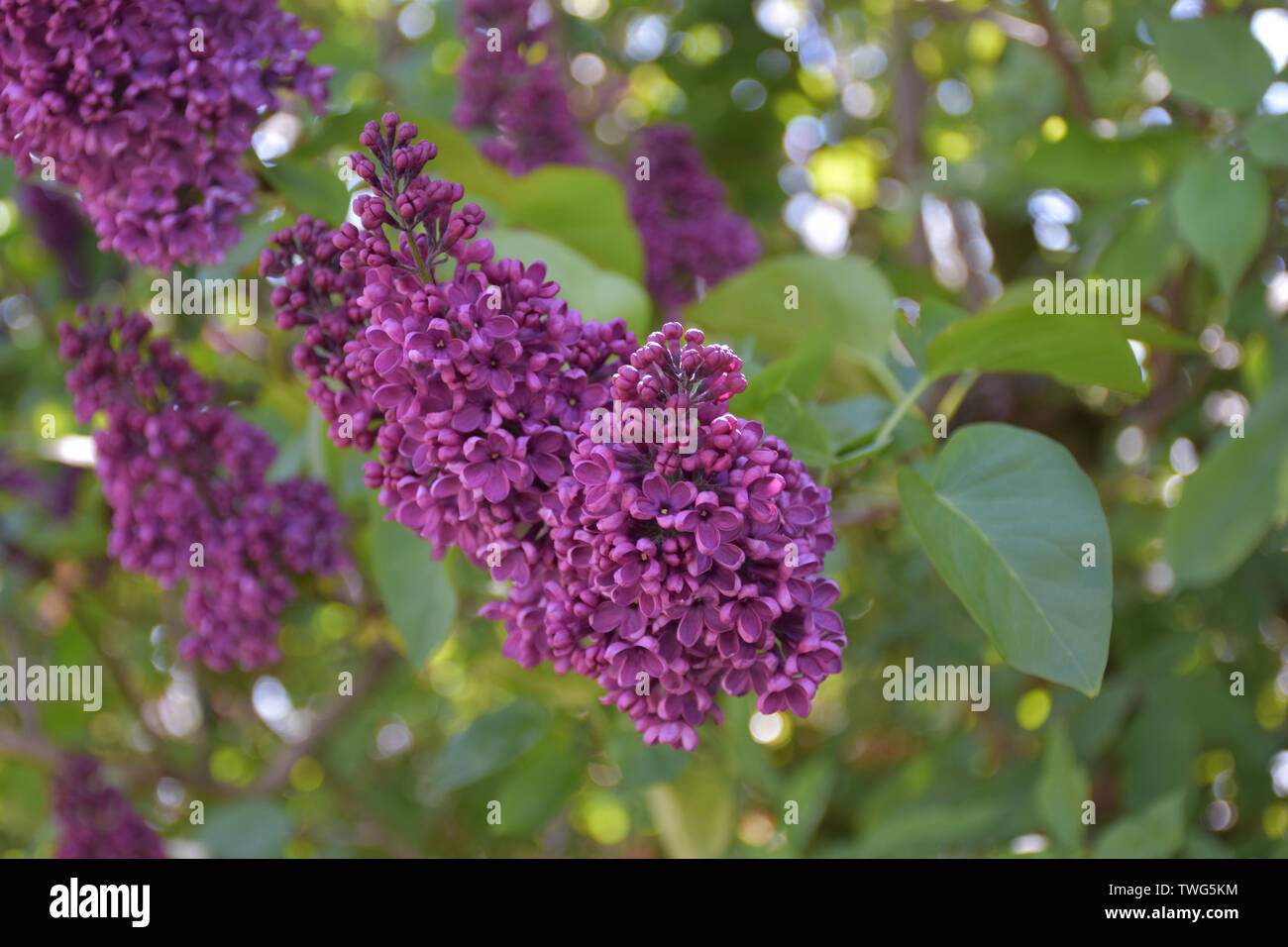 Blooming purple lilac bush up close and personal Stock Photo - Alamy