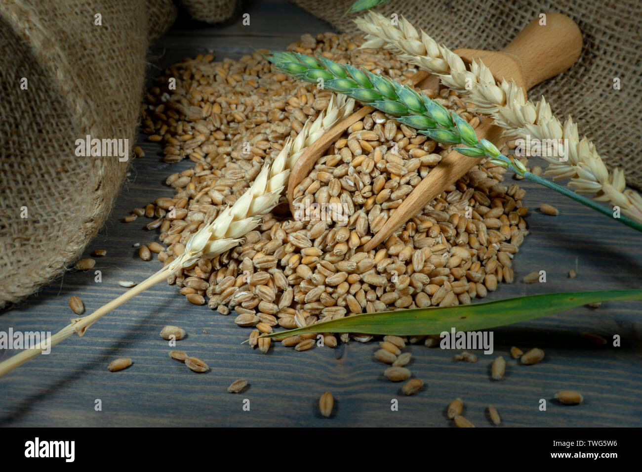 Wheat seeds spilling from a wooden scoop with ripe and fresh ears of ...