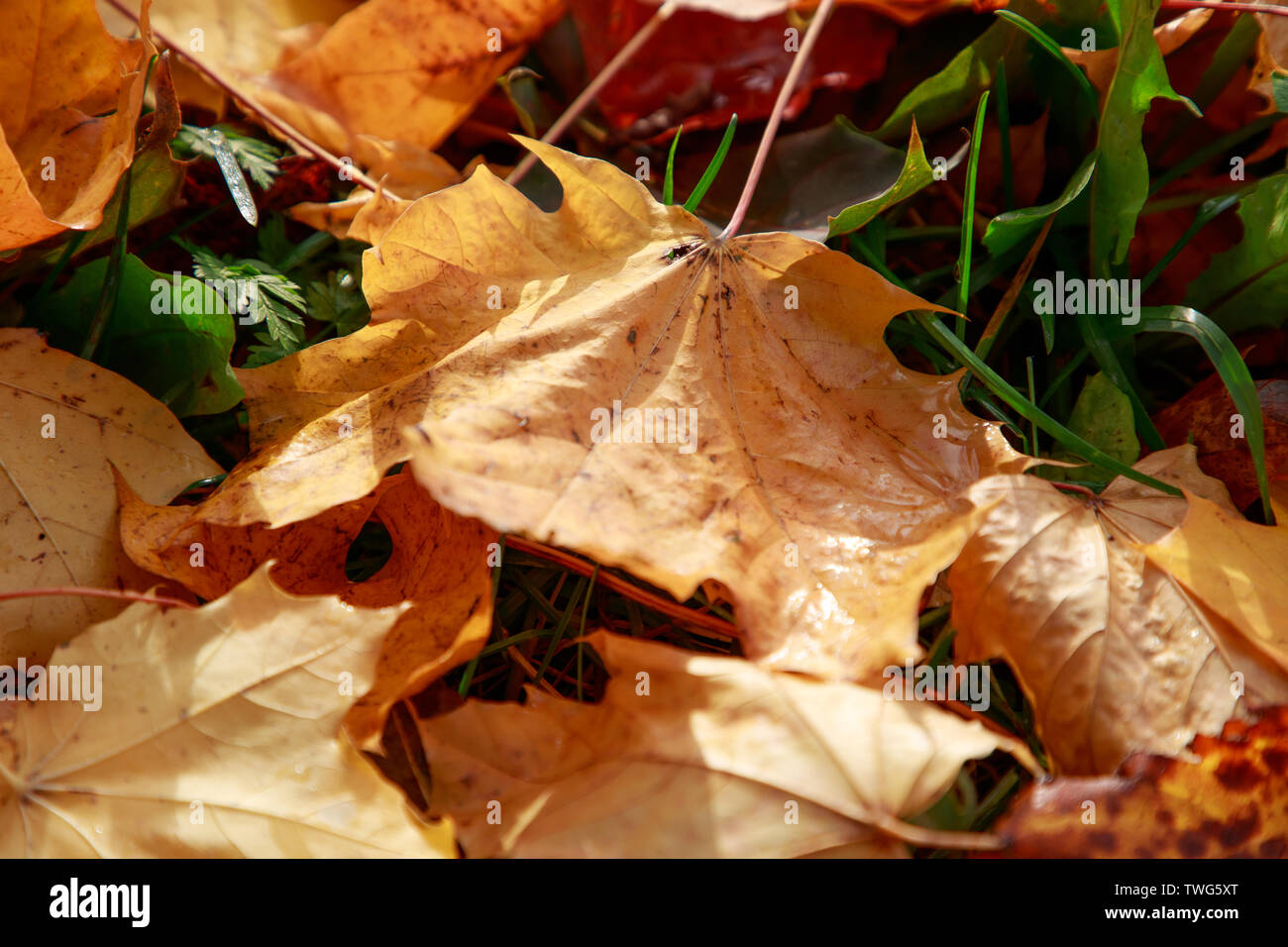 Foliage image hi-res stock photography and images - Alamy