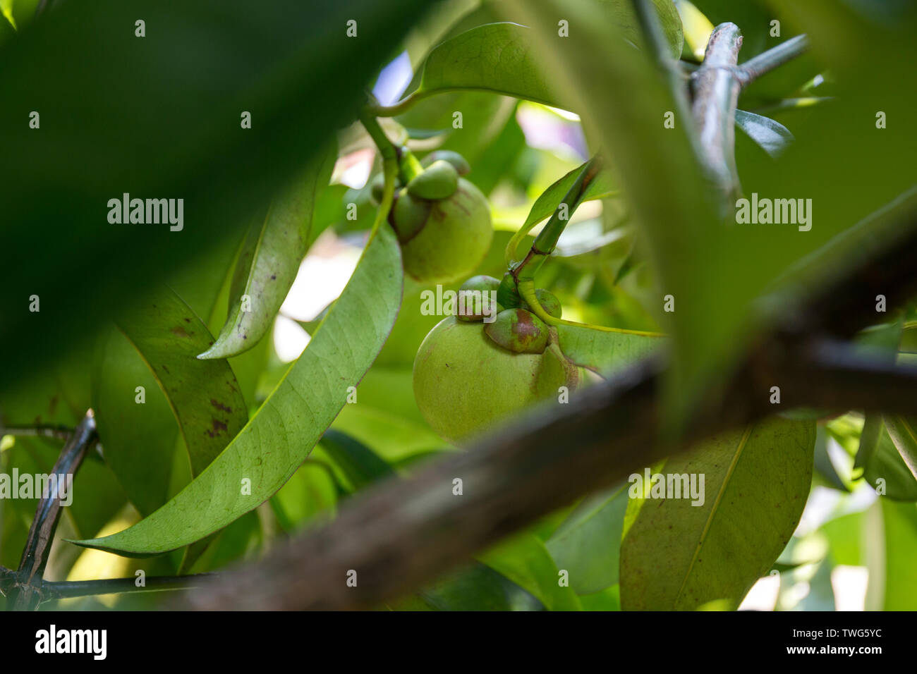 Mangosteen fruit tree Stock Photo - Alamy