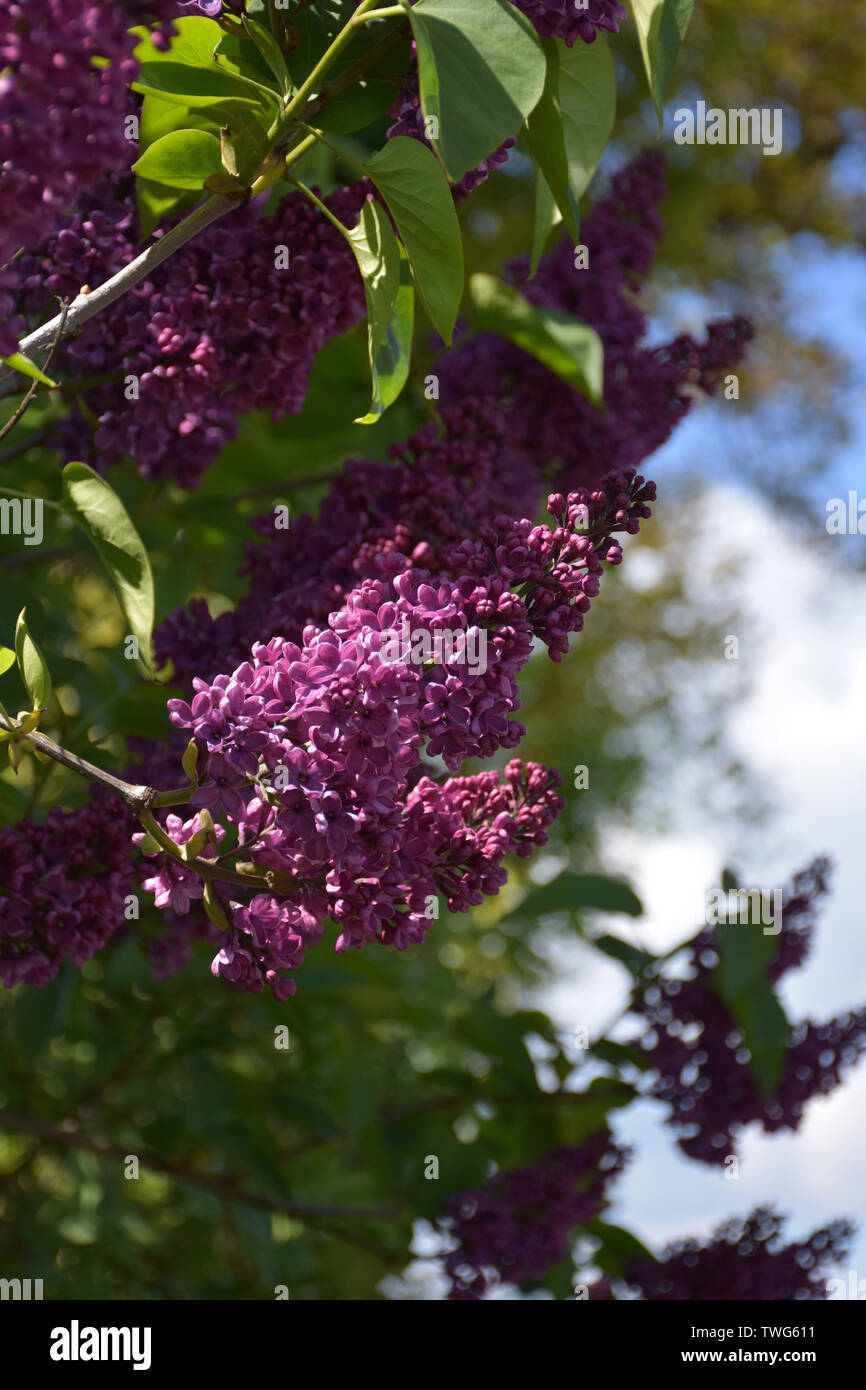 Lilac bush with flowering purple lilac clusters Stock Photo - Alamy