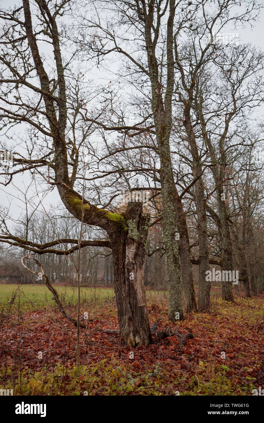 Beautiful forest image hi-res stock photography and images - Alamy