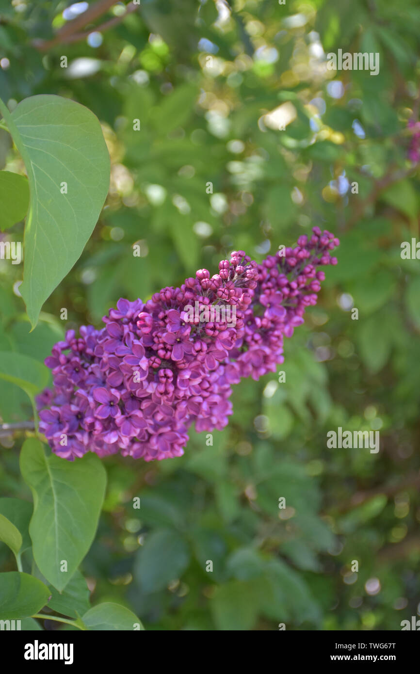Flowering purple lilac bush up close blooming Stock Photo - Alamy