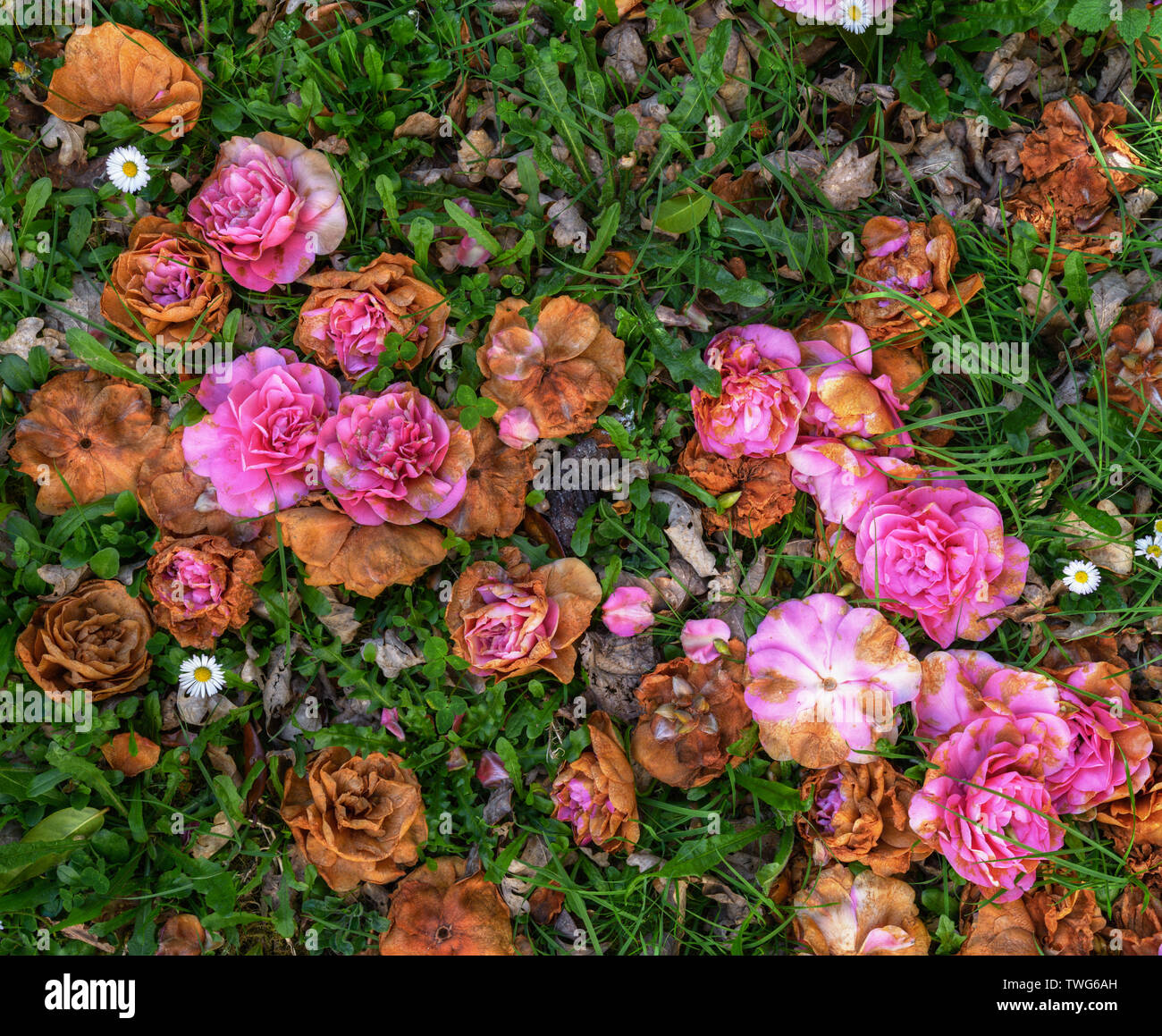 A group of fallen flowers begin to wither on the green grass Stock ...