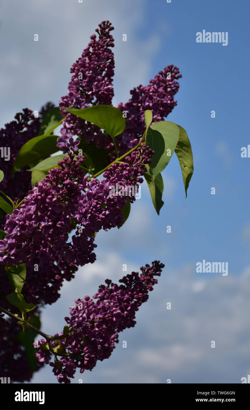 Flowering and blooming purple common lilac bush Stock Photo - Alamy