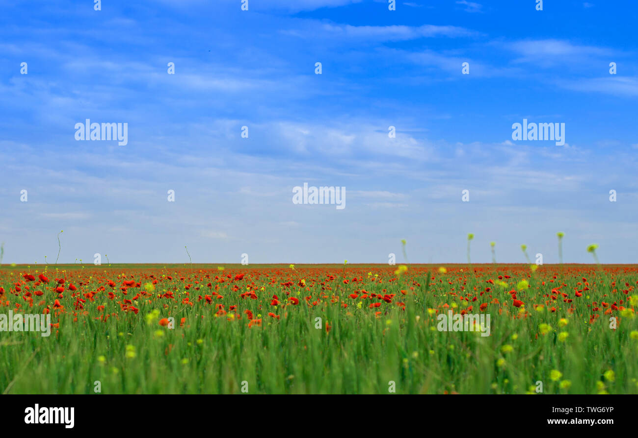 Opium poppy afghanistan hi-res stock photography and images - Alamy