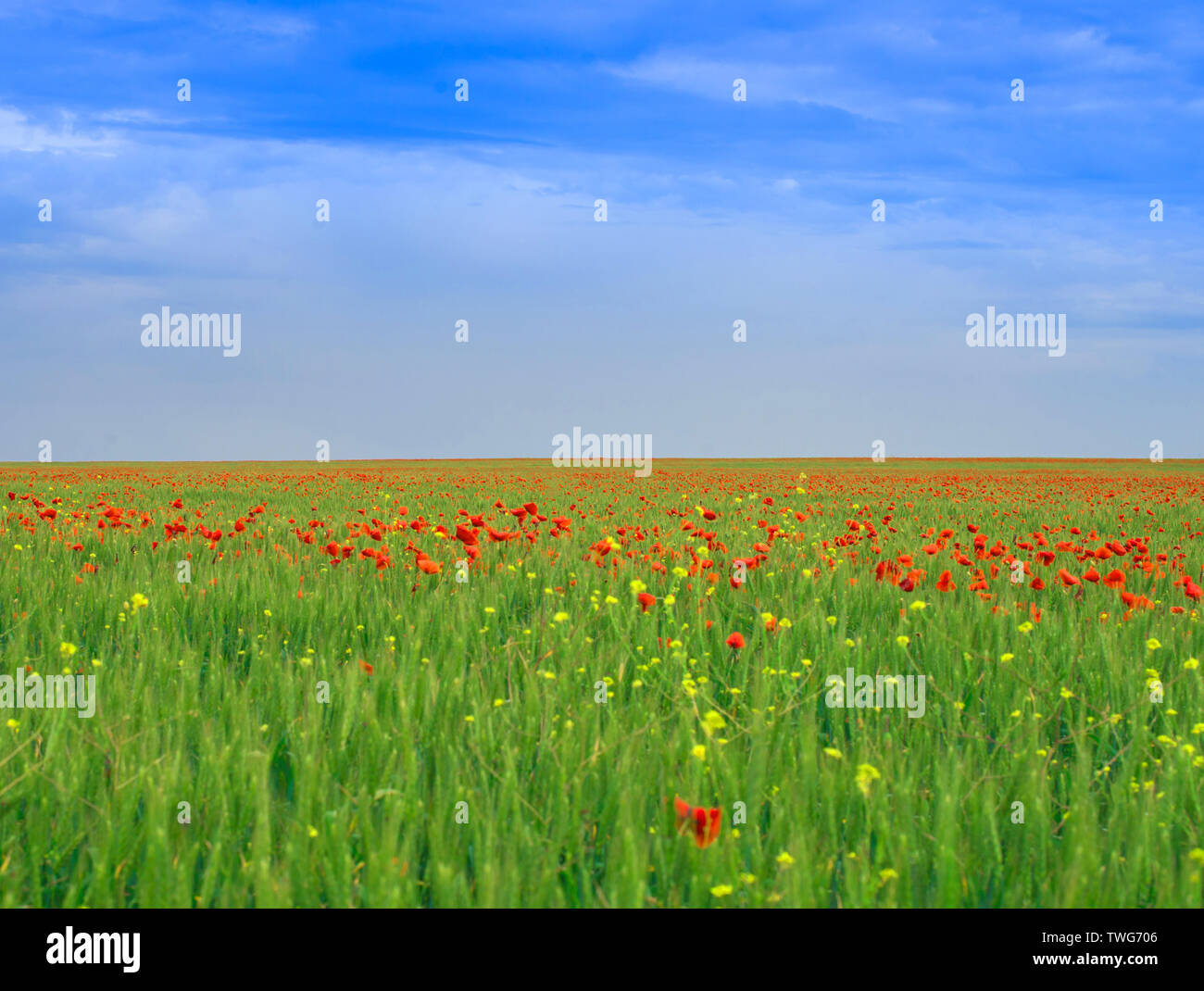 Colorful landscape. Poppy field under the blue cloudy sky Stock Photo ...