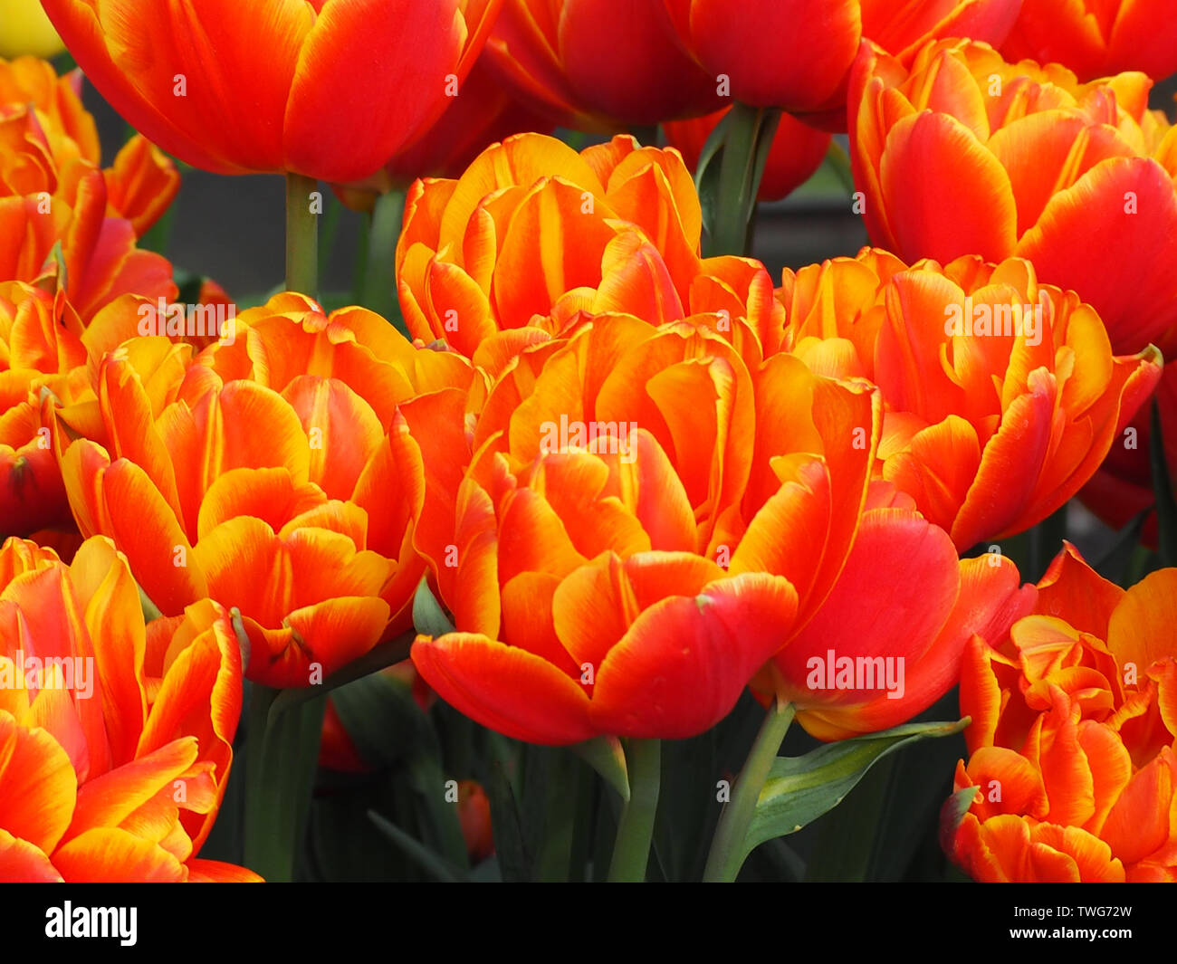 Tulip cairo hi-res stock photography and images - Alamy