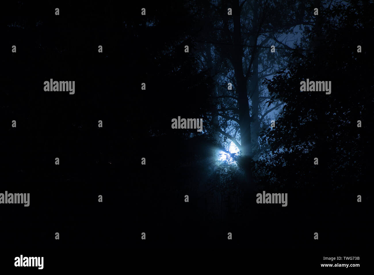 gleams of moonlight through tree branches in the forest Stock Photo - Alamy