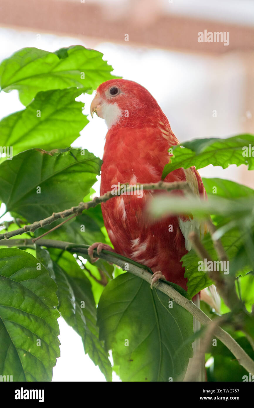 Red chinese parrot hi-res stock photography and images - Alamy