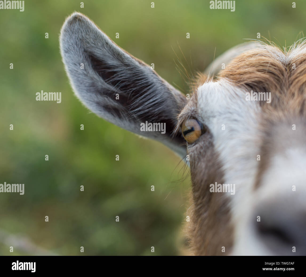 Goat eye pupil hi-res stock photography and images - Alamy