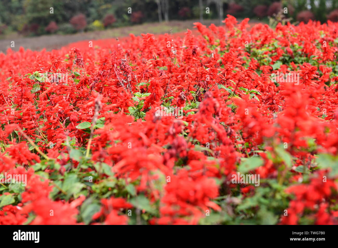 String of red flowers Stock Photo - Alamy