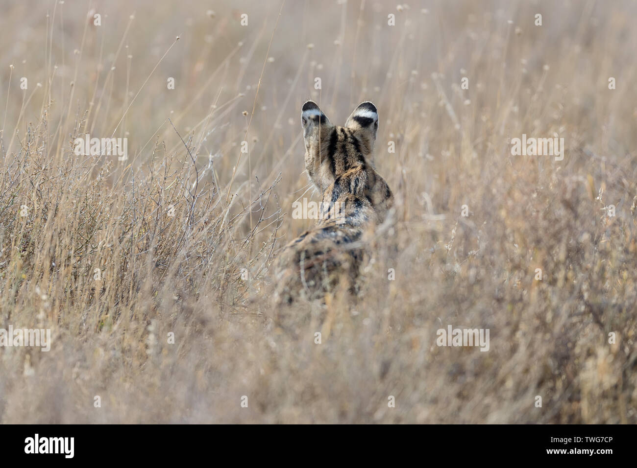 Serval cat (Leptailurus serval) hunting in the long grass, back view ...