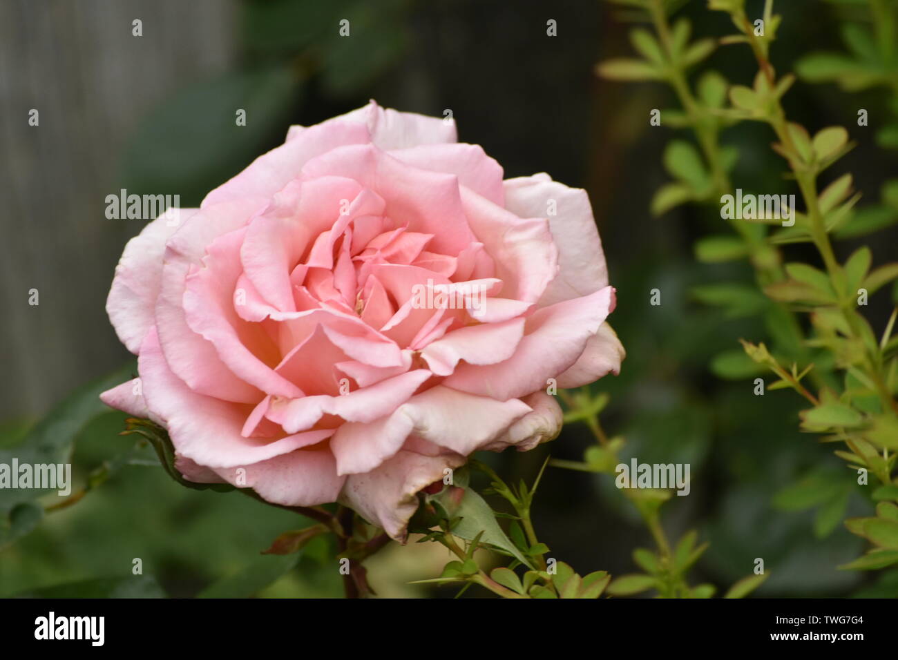 Singleton ashford kent hi-res stock photography and images - Alamy