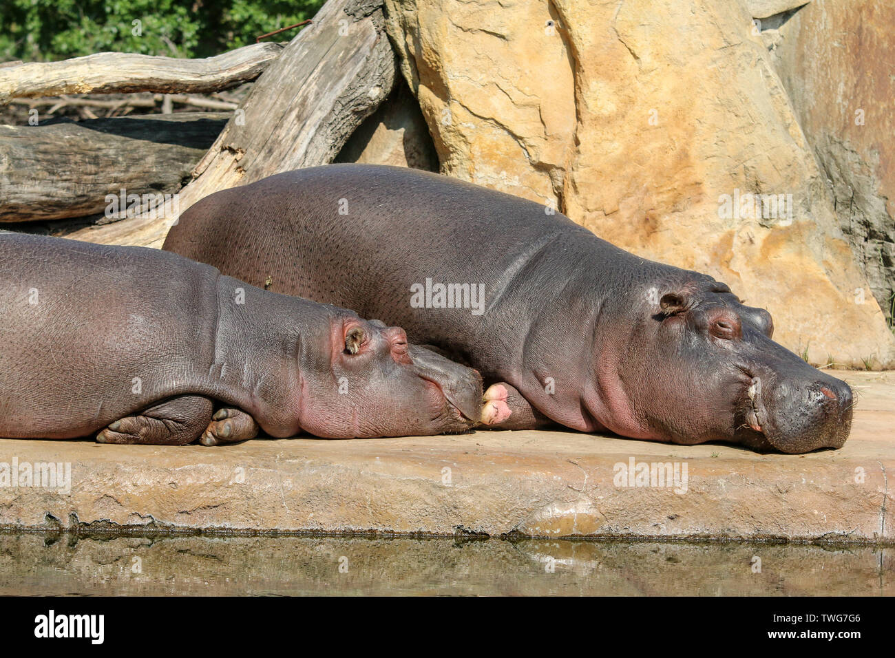 Hippo sleepy hi-res stock photography and images - Alamy
