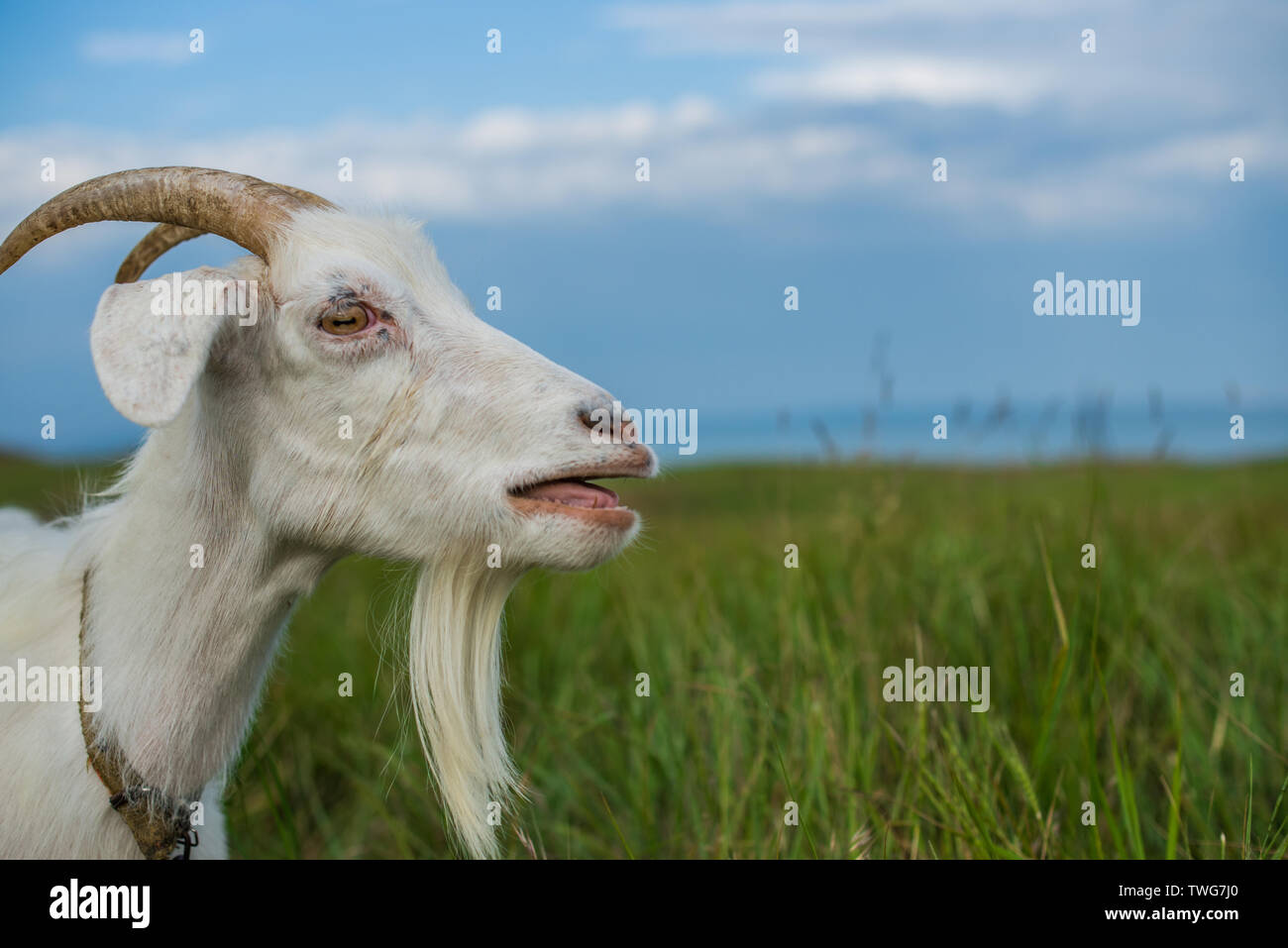 Bleating goat portrait hi-res stock photography and images - Alamy