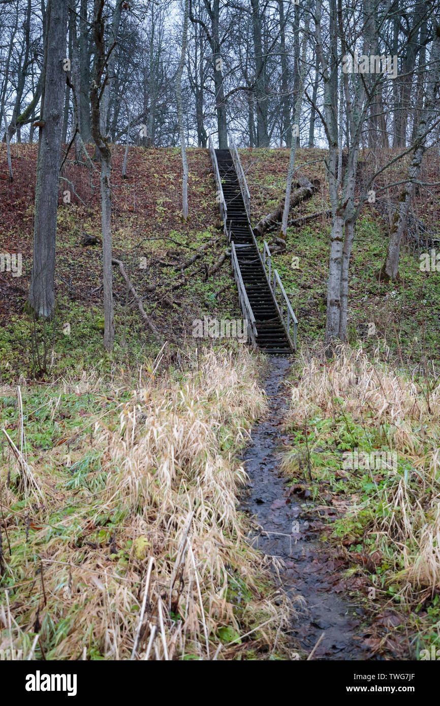 Staircase in the forest hi-res stock photography and images - Alamy