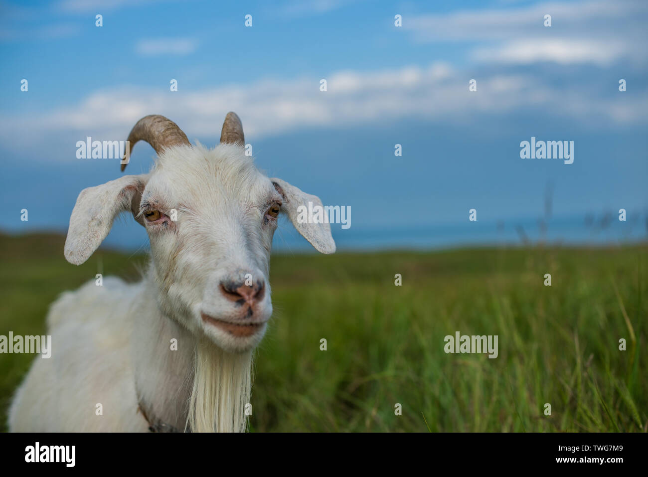 Female goat grazing on grassland hi-res stock photography and images ...