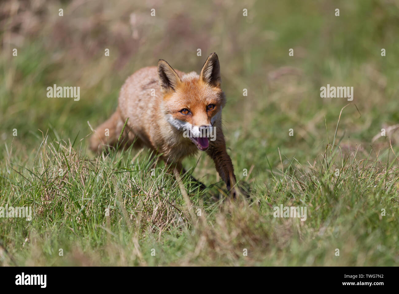Running fox uk hi-res stock photography and images - Alamy