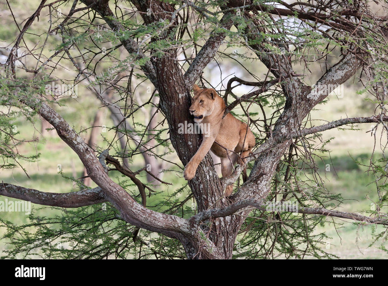 Lion standing up hi-res stock photography and images - Alamy