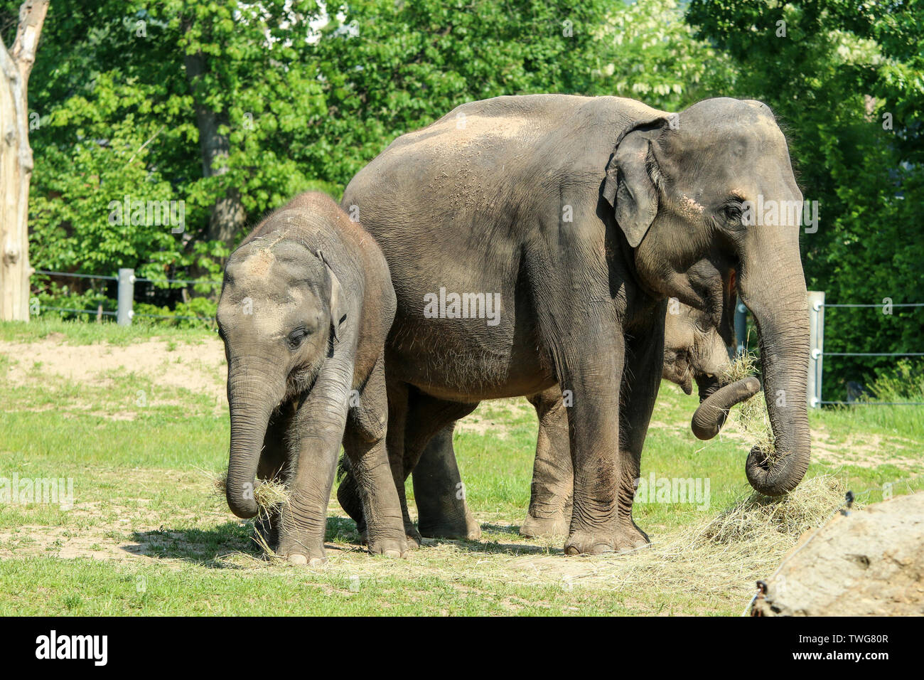 The group of happy adult and baby elephants on the pasture in the ...