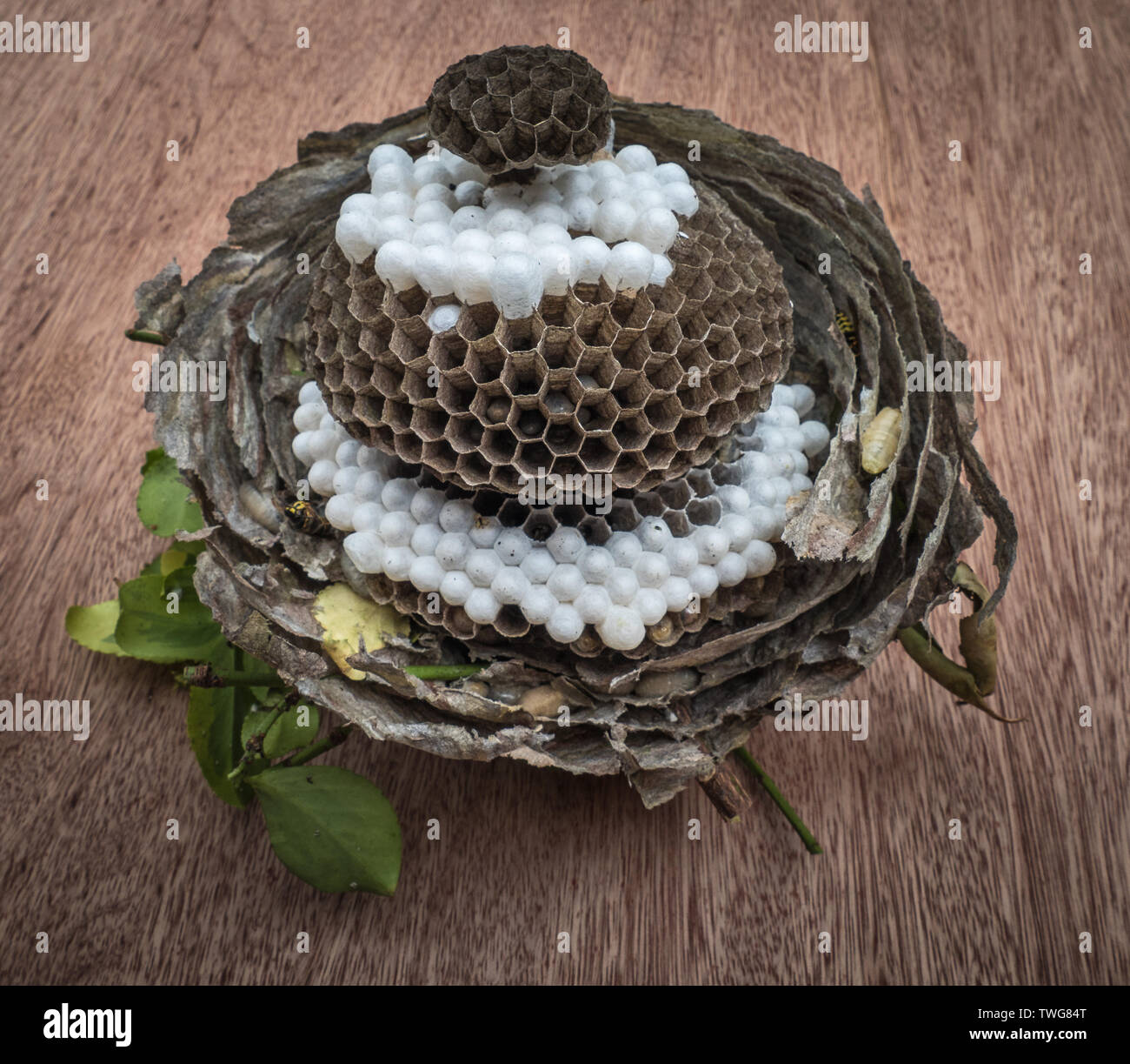 Honeycomb Structures High Resolution Stock Photography and Images - Alamy