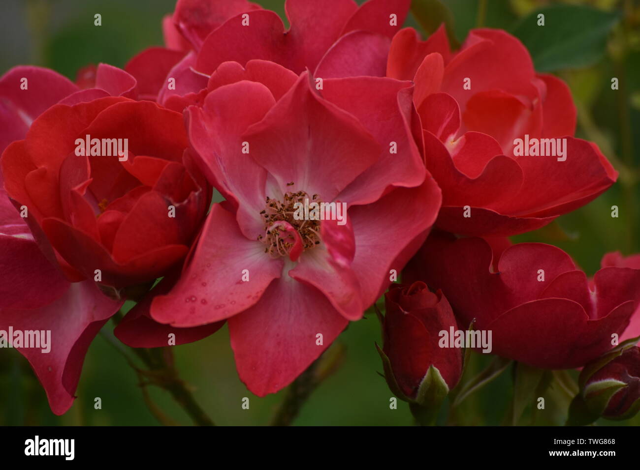 Singleton ashford kent hi-res stock photography and images - Alamy