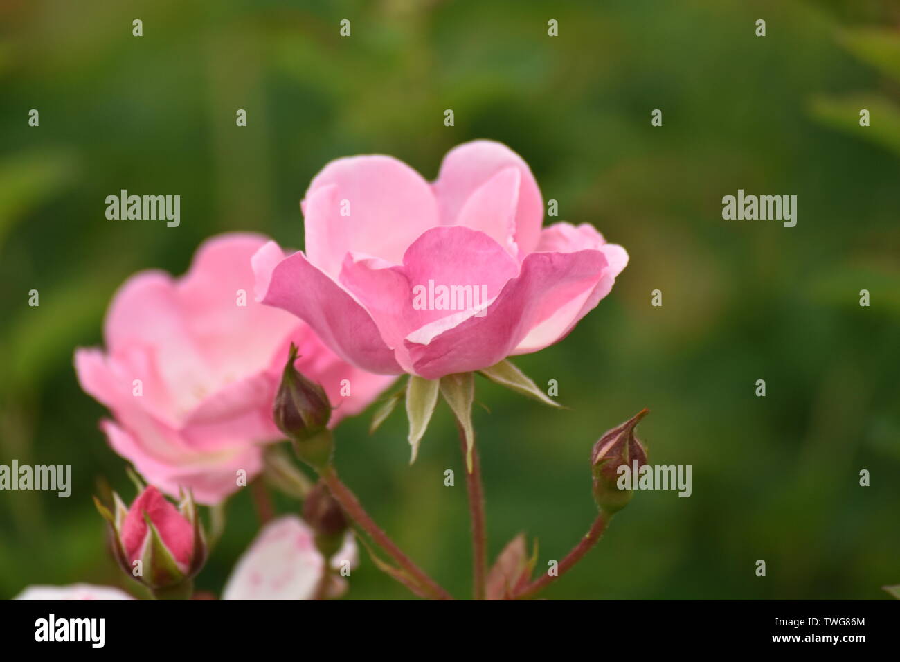 Bloom again hi-res stock photography and images - Alamy