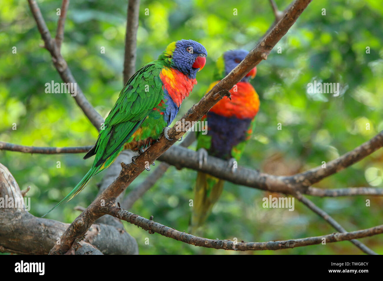 Arboreal parrot hi-res stock photography and images - Alamy