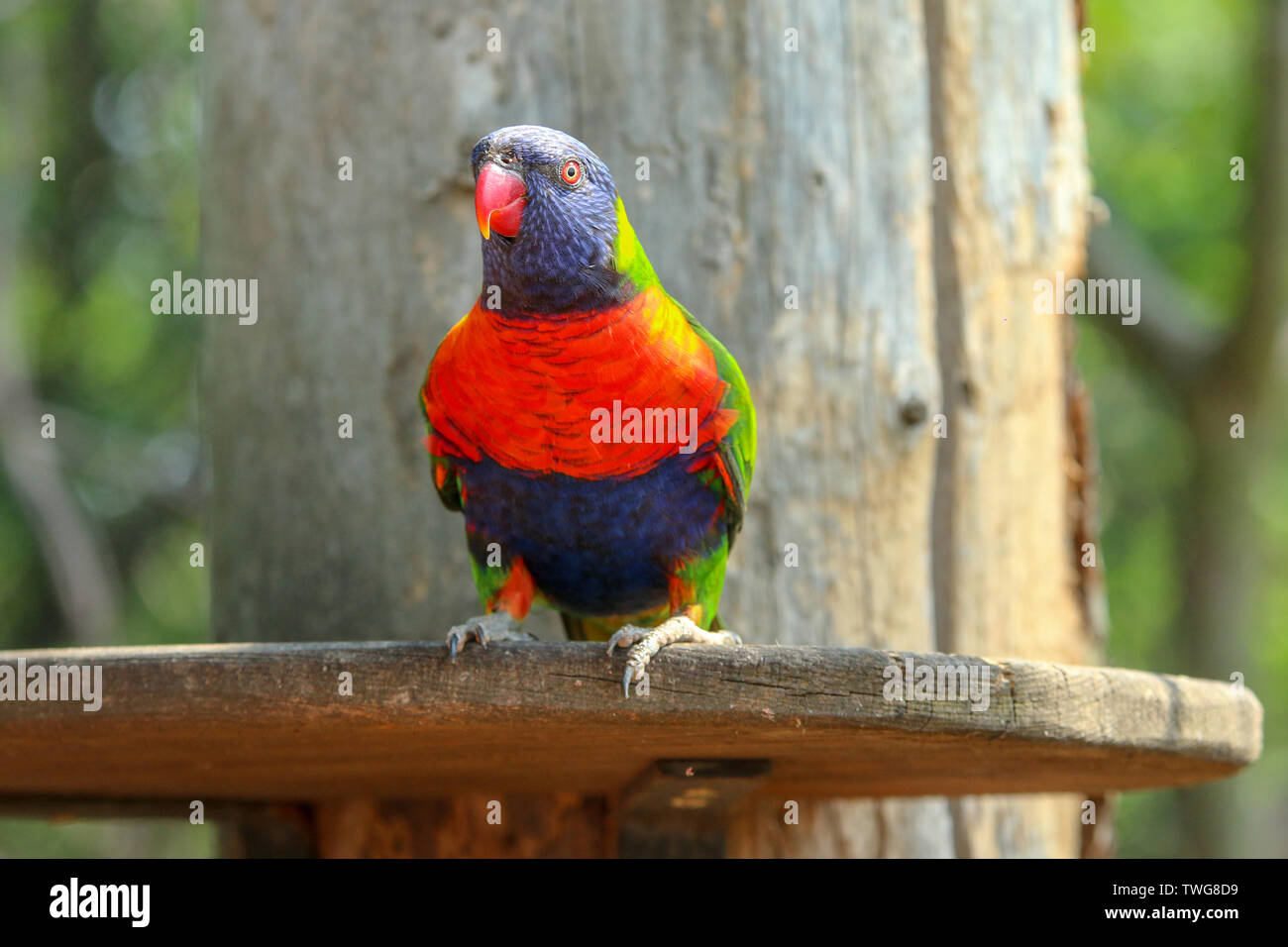 The portait of a cute and colorful parrot of the Loriini species Stock ...