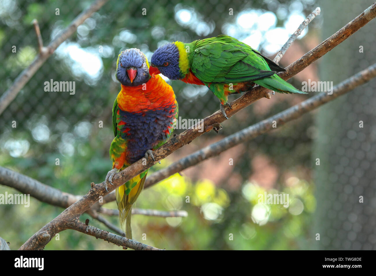 The portait of a cute and colorful parrot of the Loriini species Stock ...
