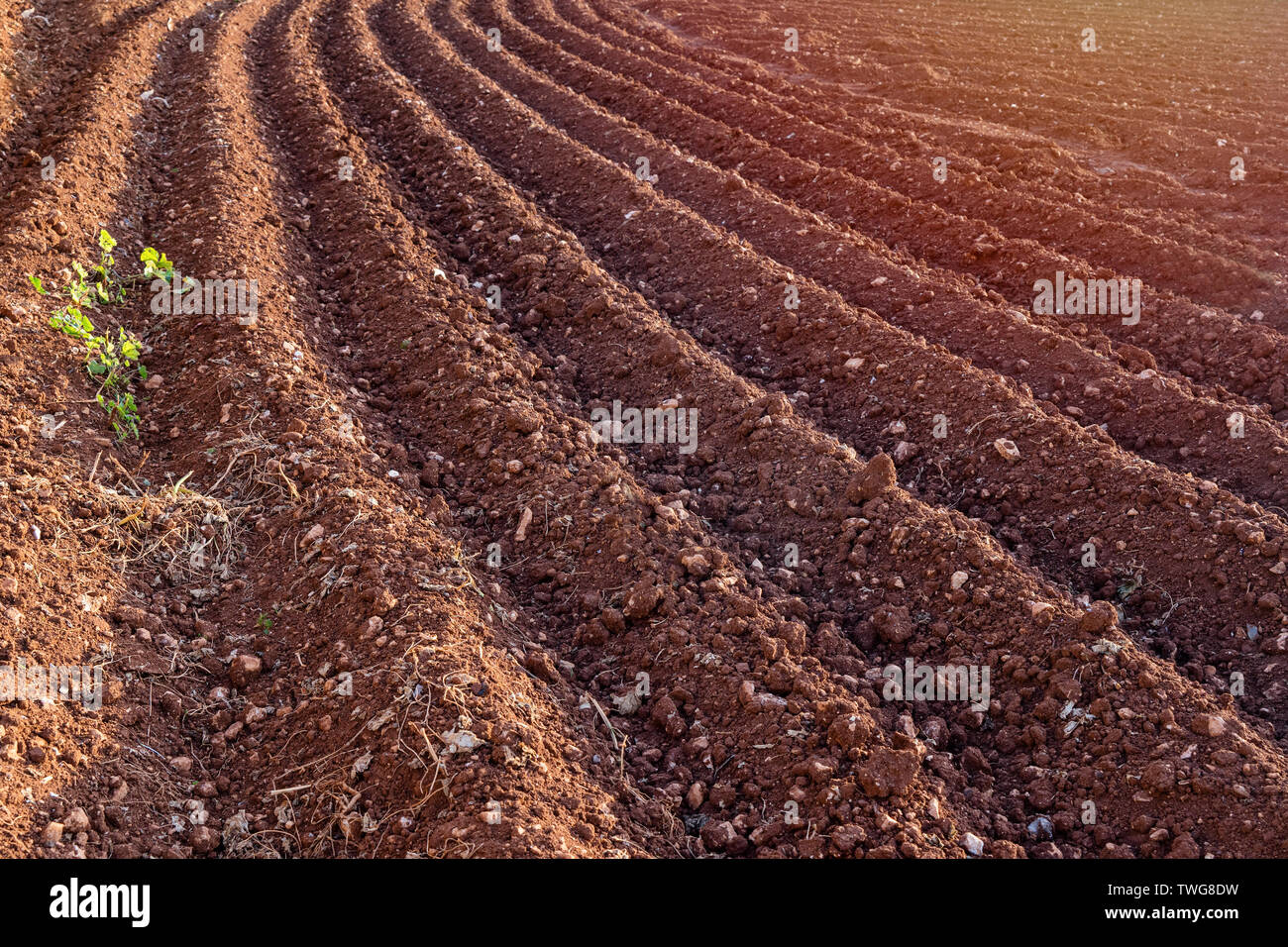 Planting Pattern High Resolution Stock Photography and Images - Alamy
